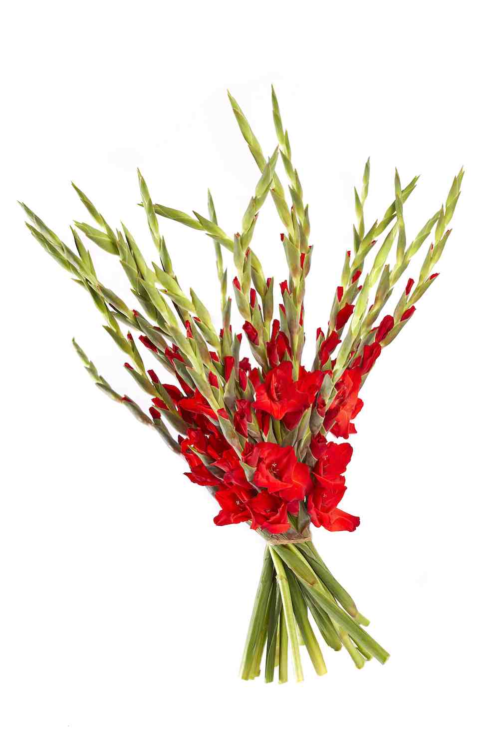 Speciaal gladiolen-boeket voor de 4-daagse - GroenVandaag