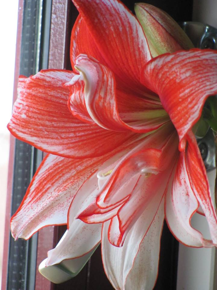 8 tips voor 'eeuwig' Amaryllis plezier - GroenVandaag