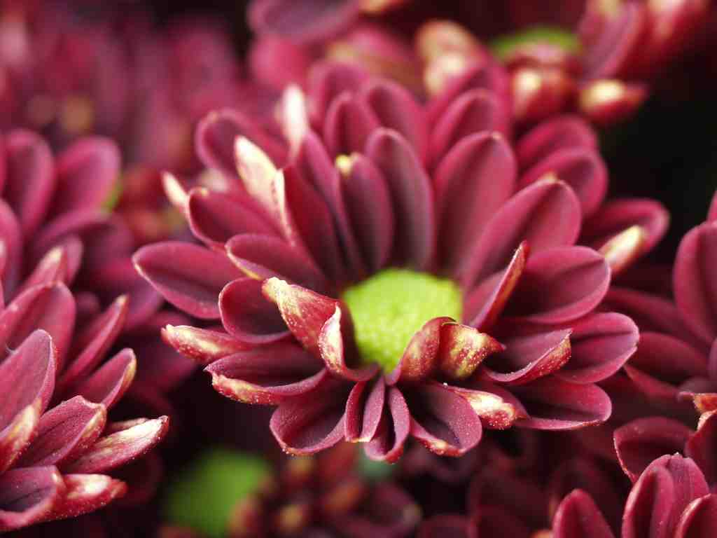 Kleur met chrysant, energie boost voor interieur - GroenVandaag