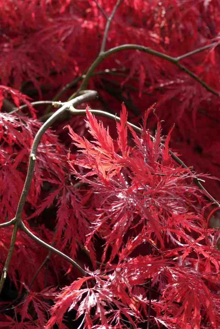 De stijlvolle Japanse Esdoorn - GroenVandaag